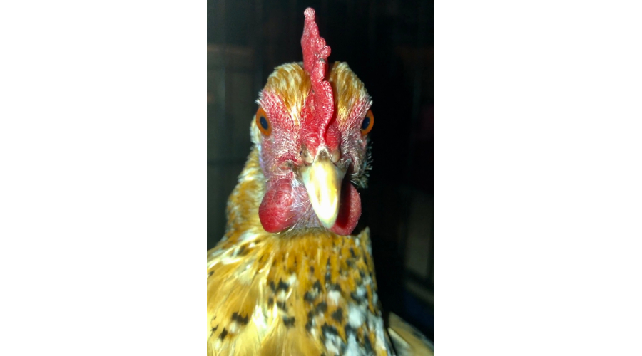 A Chicken with a Tick Bite | Better with Chickens